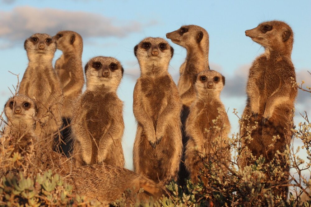 Discovering The Wonderful World Of Meerkats