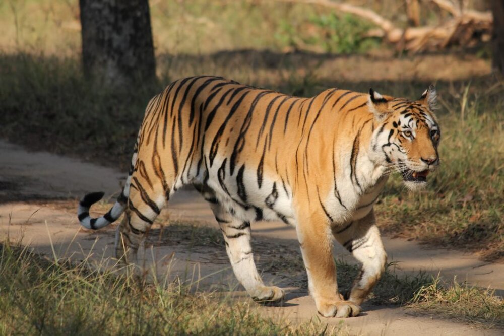 The Best Places To See Wild Tigers In India | Kuoni