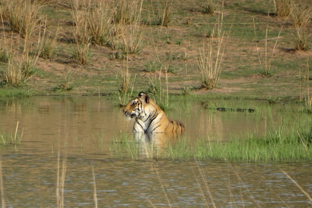 The Best Places To See Wild Tigers In India | Kuoni