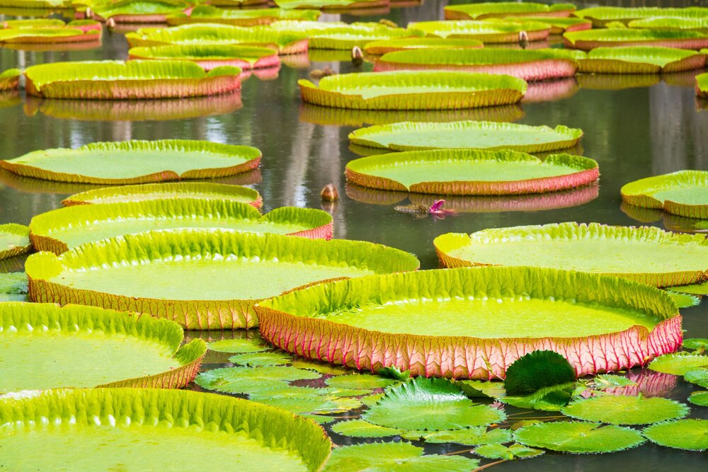 Mauritius with Kids: The Ultimate Family Holiday Guide | Travel Kuoni