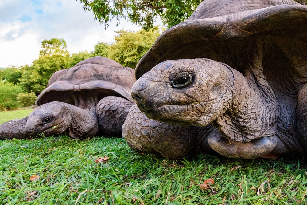 Mauritius with Kids: The Ultimate Family Holiday Guide | Travel Kuoni