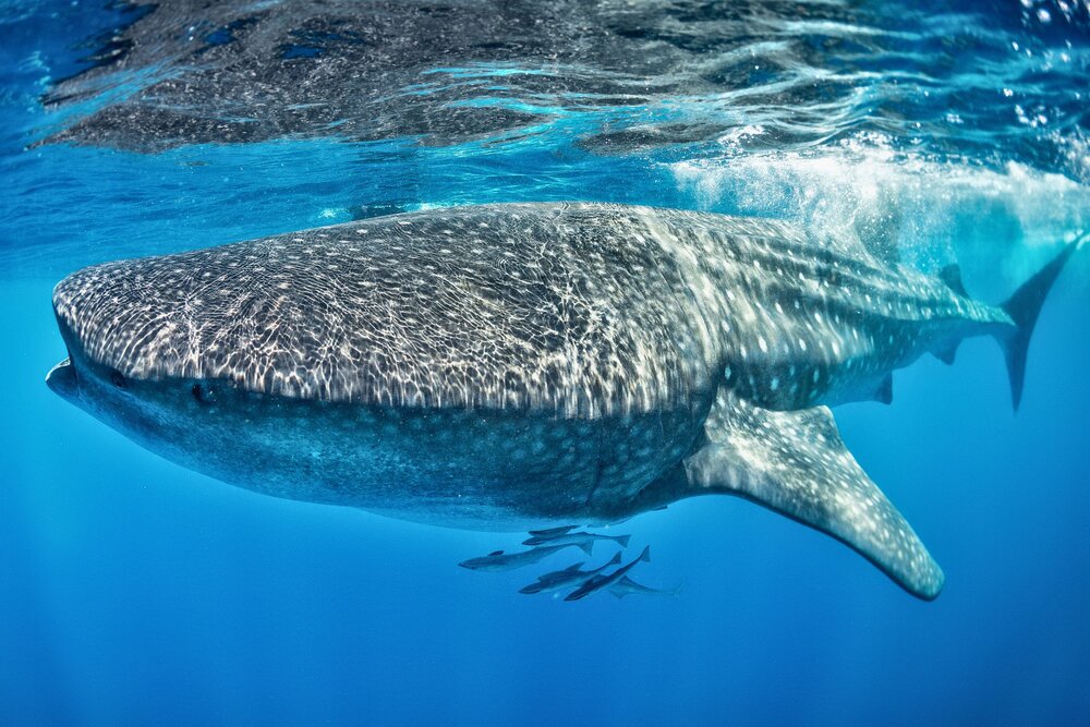 Meet the Marine Biologist of Kuramathi Maldives