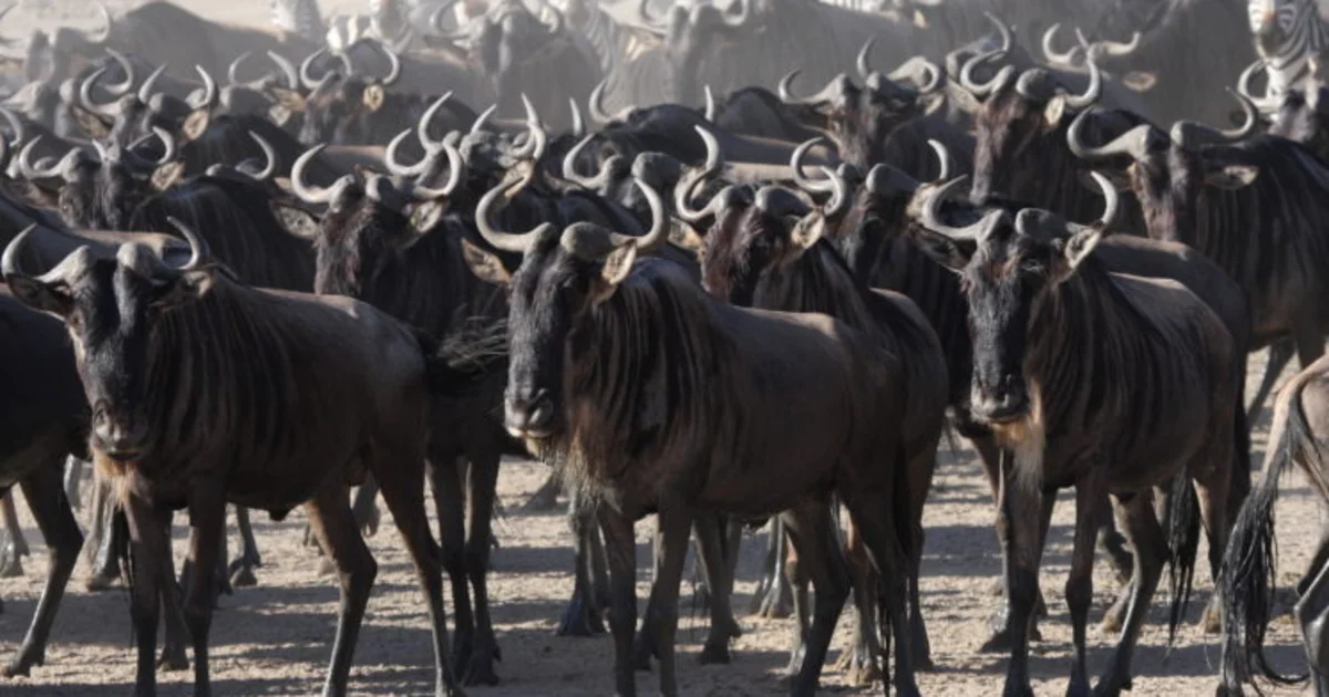 A Complete Guide To Africa’s Great Migration | Kuoni