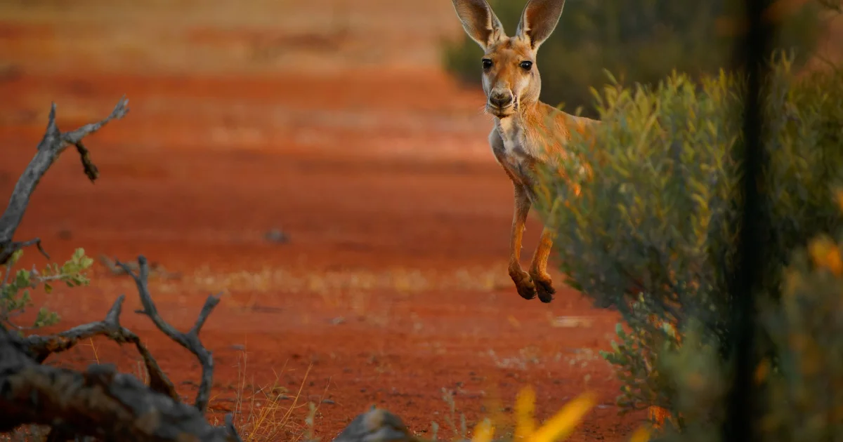 Australia's Fantastic Beasts | Travel Kuoni