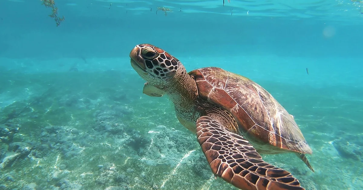 The Best Places In The World To See Turtles | Kuoni