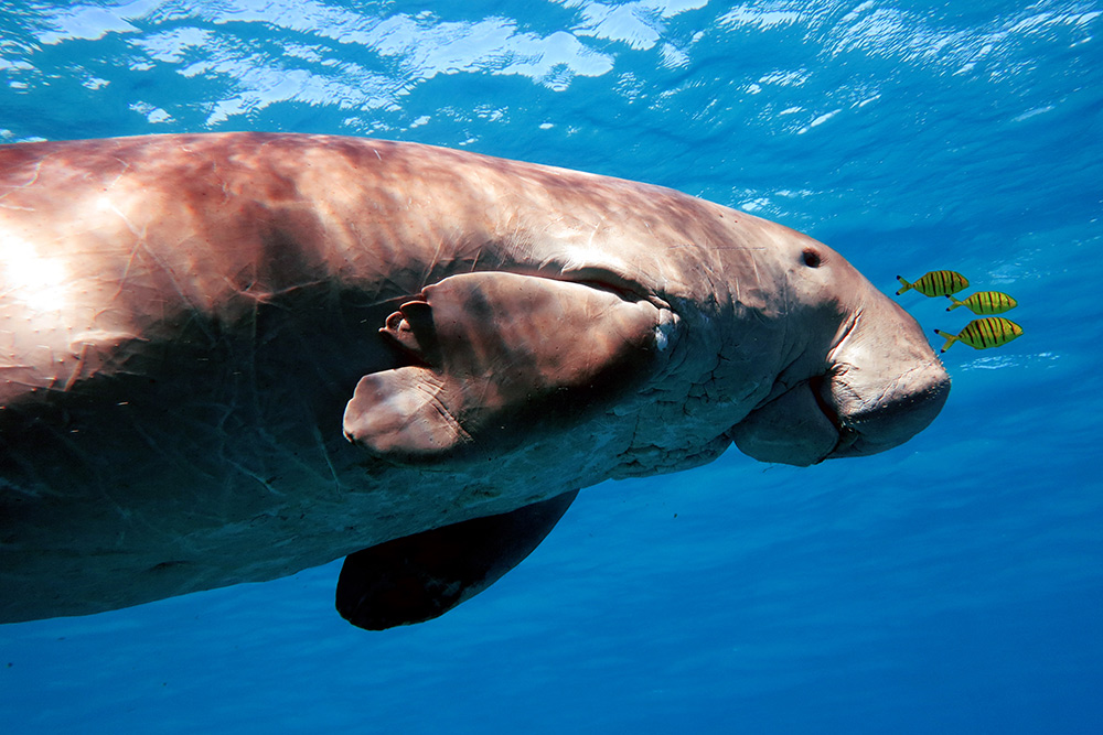 An Introduction to The Great Barrier Reef | Kuoni